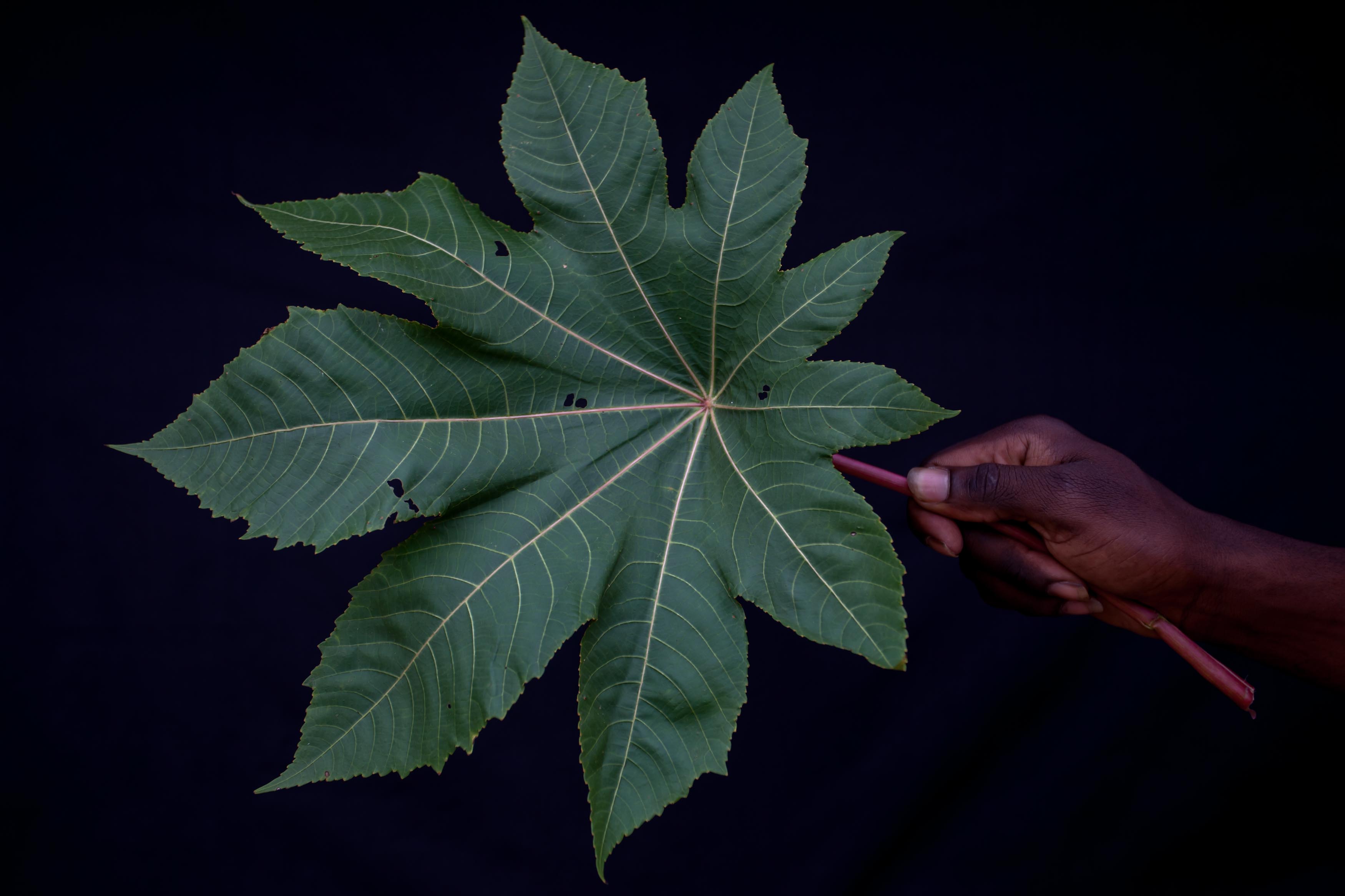 Phalonne1.33 - AyiboPost