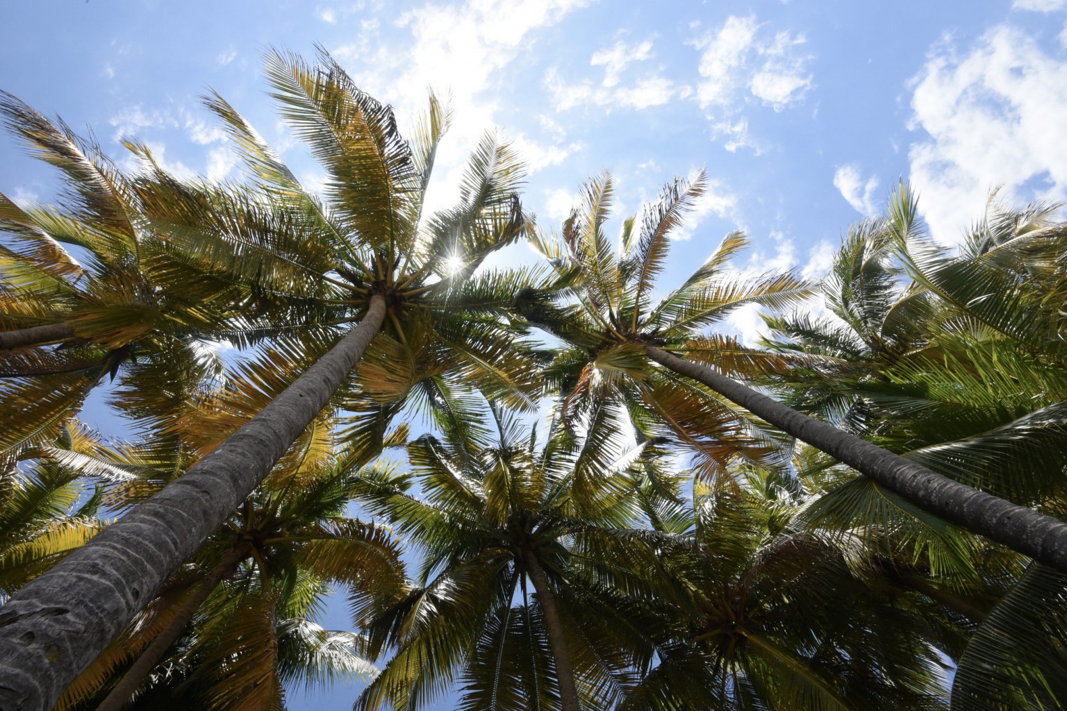 Les cocotiers d’Haïti risquent la disparition – AyiboPost