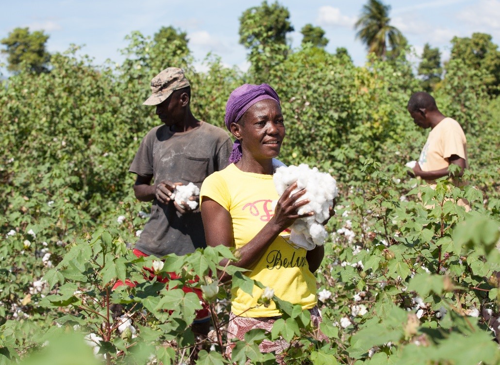 La lente renaissance du coton en Haïti - AyiboPost