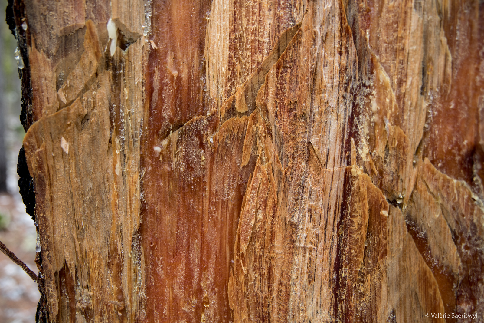 023- Foret des pins - ayibopost - web -2R6A8245 - AyiboPost 023- Foret des pins - ayibopost - web -2R6A8245 - AyiboPost