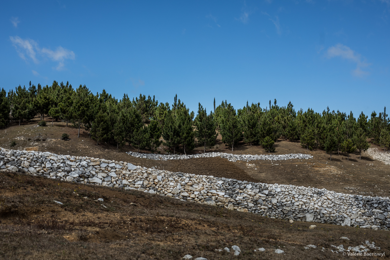 033- Foret des pins - ayibopost - web -2R6A8523 - AyiboPost 033- Foret des pins - ayibopost - web -2R6A8523 - AyiboPost