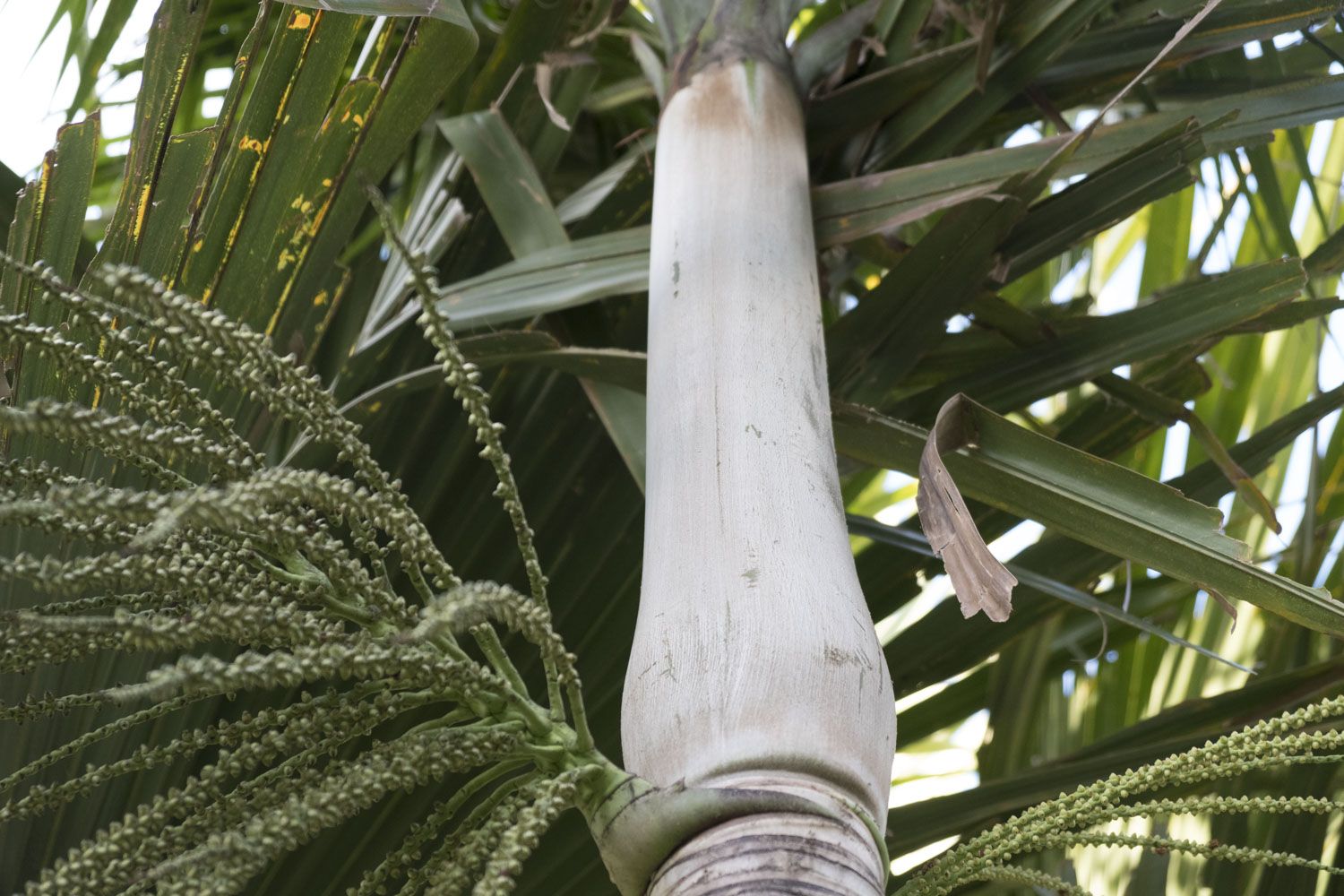 Haiti's local palm is in danger - AyiboPost