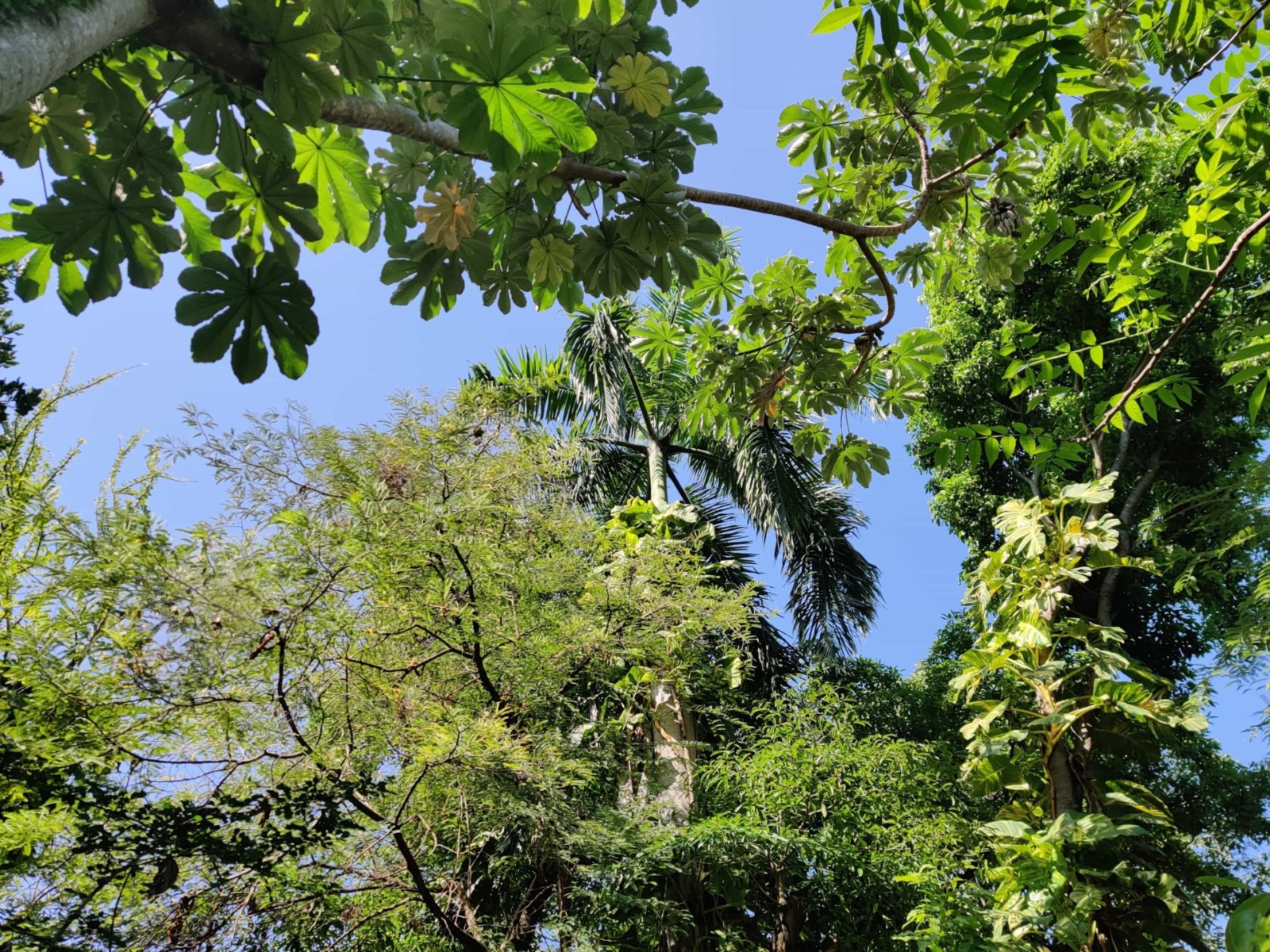 Le palmiste local en danger – AyiboPost