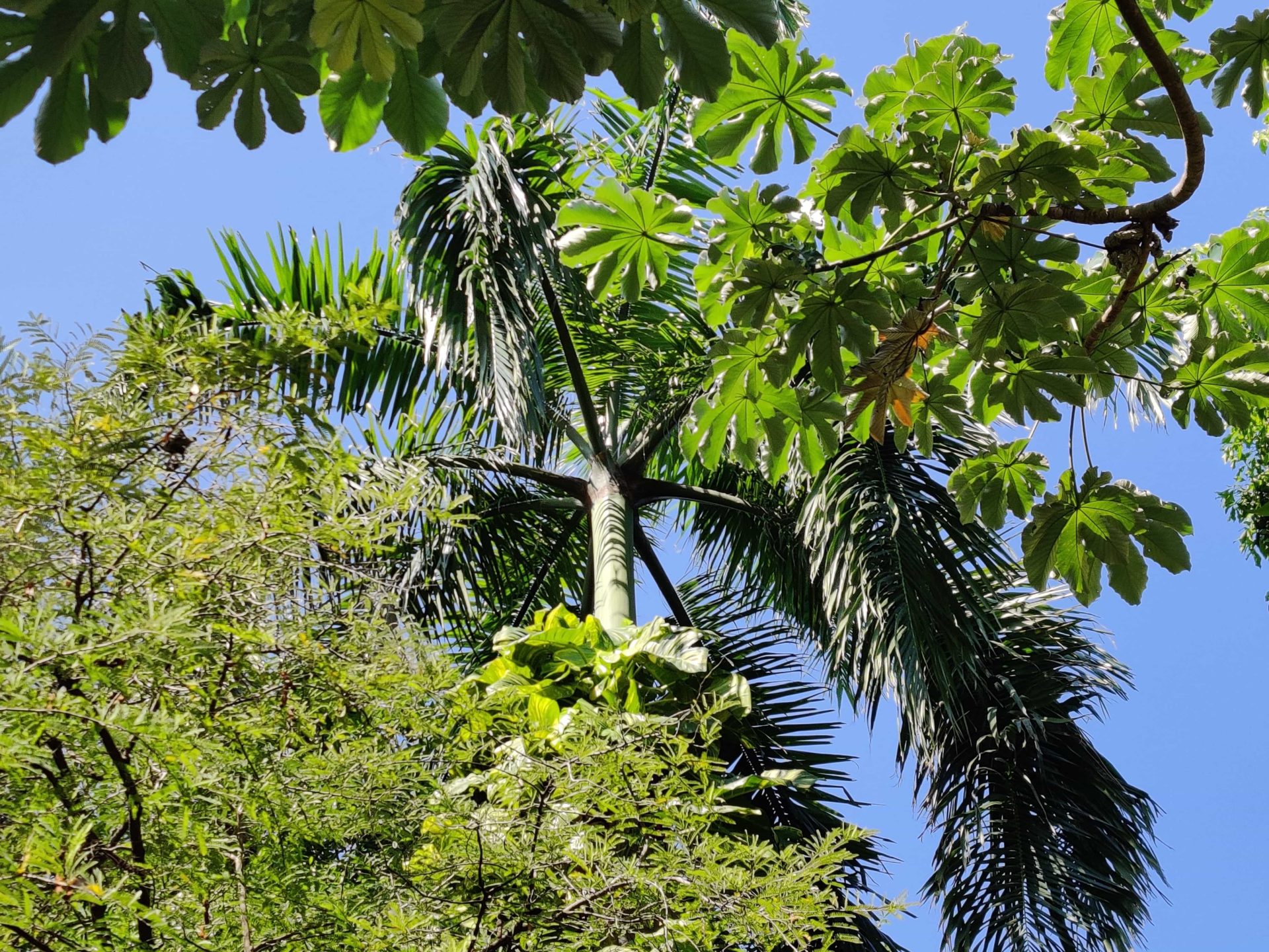 Le palmiste local en danger - AyiboPost