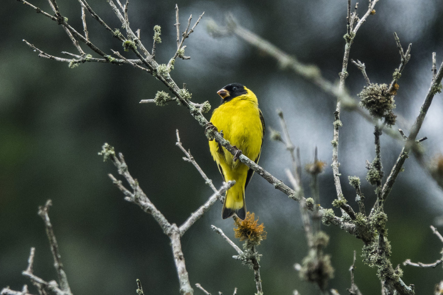 L’oiseau Kanson Wouj, emblème national d’Haïti, menacé de disparition ...