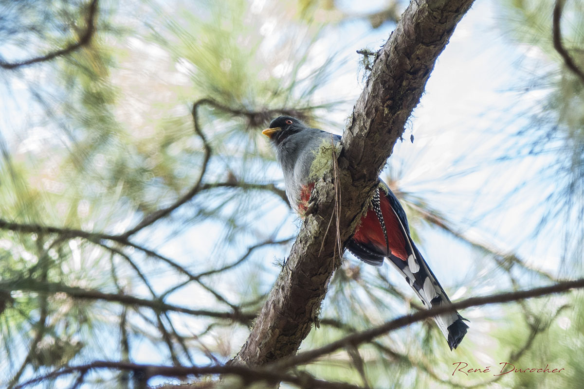 L’oiseau Kanson Wouj, emblème national d'Haïti, menacé de disparition ...