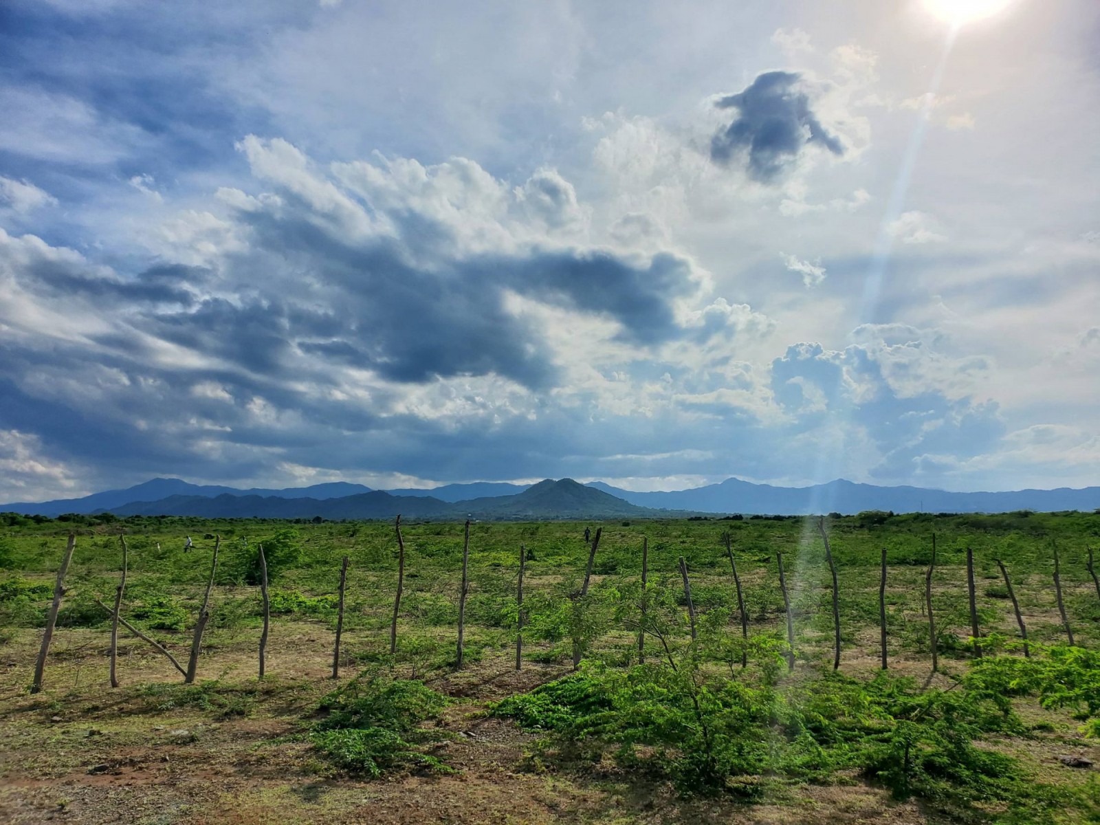 Large-scale land theft operation in the Northeast – AyiboPost