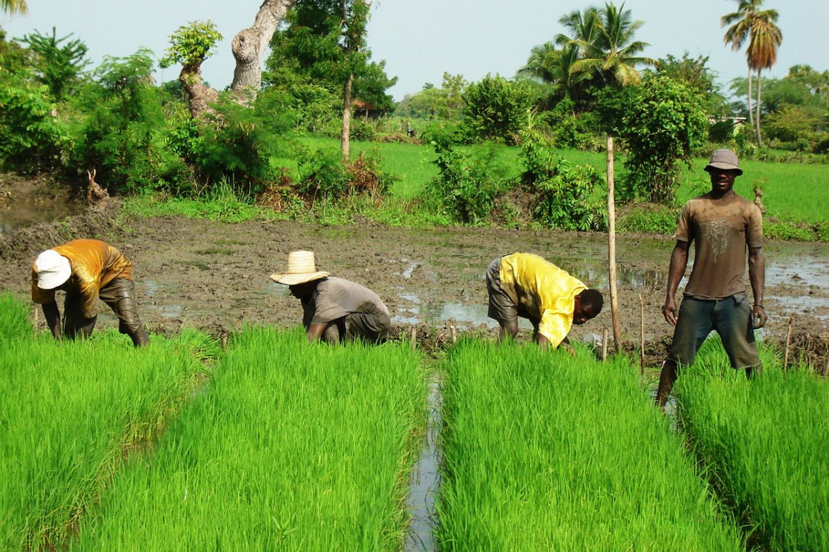 Artibonite : une zone agricole devenue vallée du crime