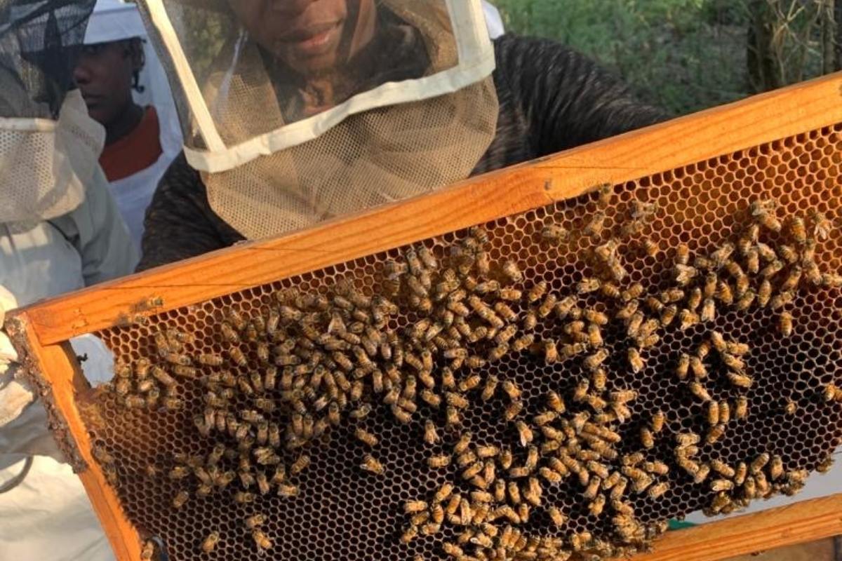 Les Villages Apicoles Horizons S.A. commits to modernizing beekeeping in the North-East.